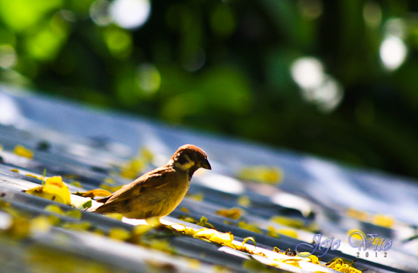 MAYA BIRD | The Happy Trip